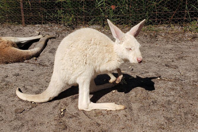 Perth Wildlife Park & City Highlights - Premium Small Group Tour - Frequently Asked Questions (FAQs)