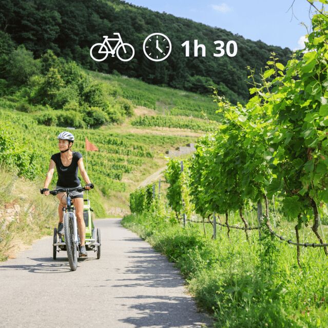Perugia: Bike Tour and Wine Tasting in the Vineyards - Who Will Love This Experience?