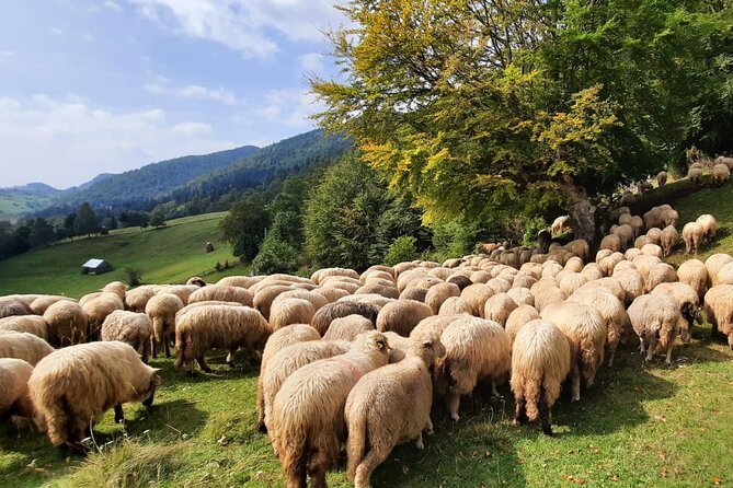 Pestera and Magura Full-Day Private Walking Tour From Brasov - Capturing the Panoramic Views