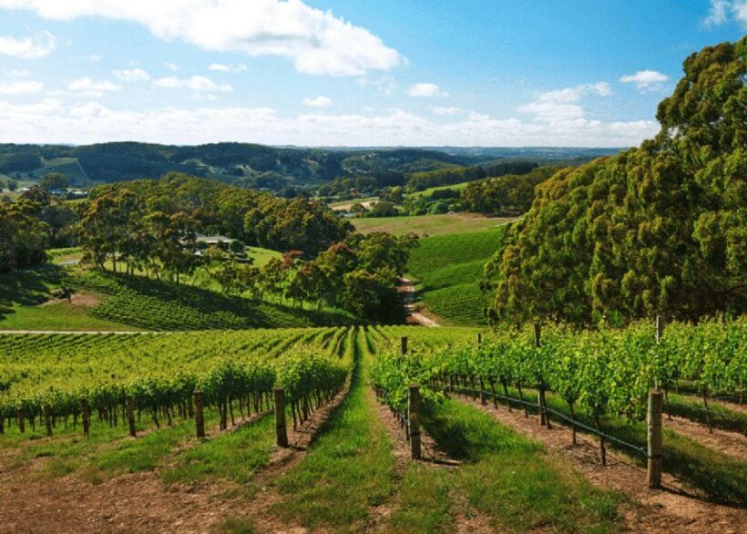 Petaluma: Effervescence - A Sparkling Experience - Key Points