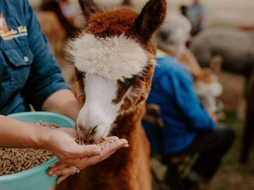 Peterborough: Alpaca Meet and Greet Experience - An In-Depth Look at the Peterborough Alpaca Meet and Greet Experience