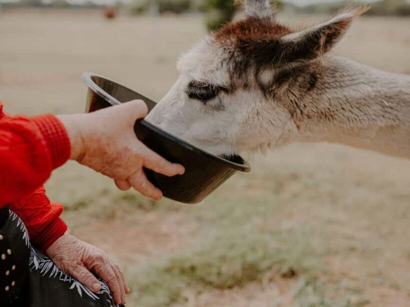 Peterborough: Alpaca Meet and Greet Experience - Who Would Love This Experience?