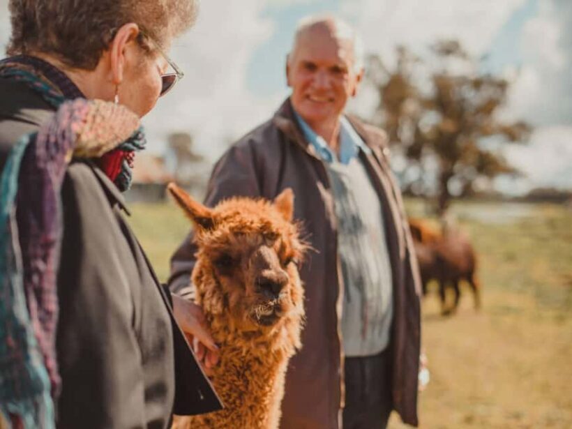Peterborough: Alpaca Meet and Greet Experience - The Sum Up