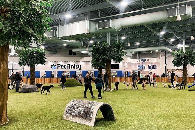 Petfinity Indoor Dog Park in Calgary - A Look at Calgary’s Petfinity Indoor Dog Park