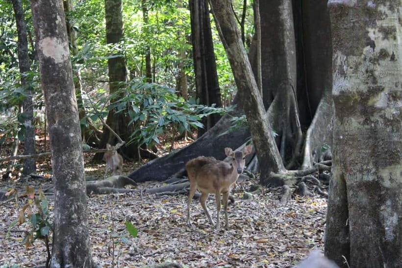 Peucang Island: 3-Day Ujung Kulon National Park EcoTour - Discovering the Peucang Island: A 3-Day Ujung Kulon EcoTour
