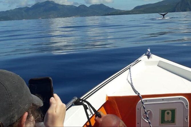 PH Whale Watch & Dolphin Cruise in Dominica - What Sets This Tour Apart