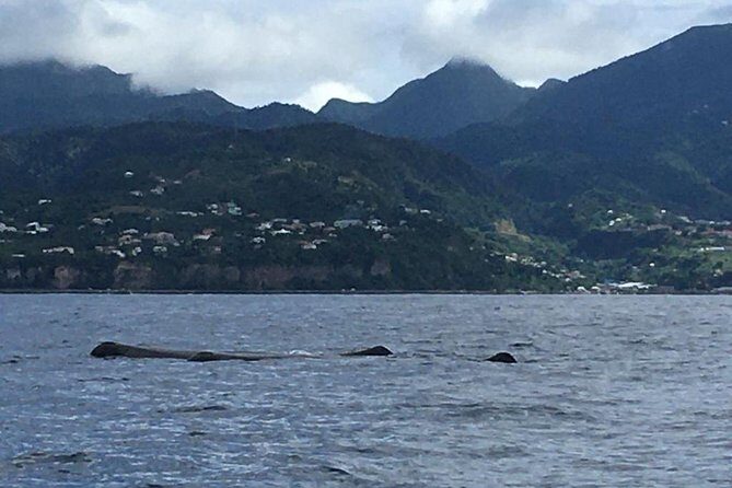PH Whale Watch & Dolphin Cruise in Dominica - Practical Tips & Considerations