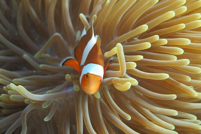 Phi Phi Bamboo Islands Fullday - Premium - Who Should Consider This Tour?