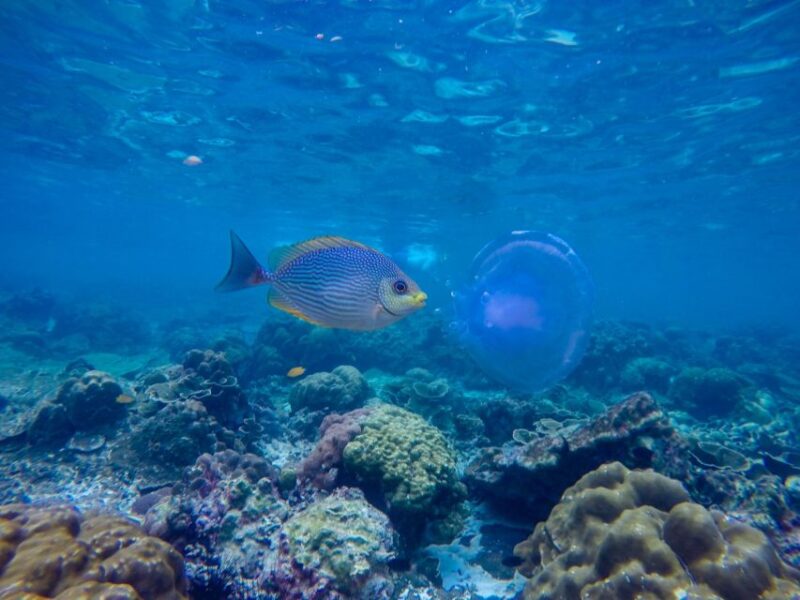 Phi Phi & Bamboo Islands: Premium Day Trip w/ Seaview Lunch - Who Would Love This Tour?