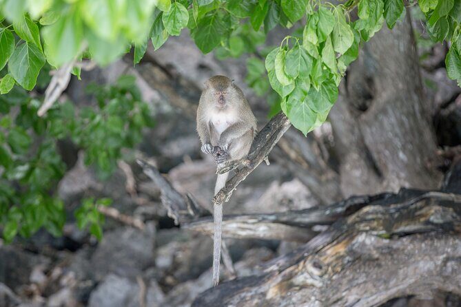 Phi Phi Island Hopping Day Trip by Speed Boat from Phuket - The Sum Up: Who Should Consider This Tour?