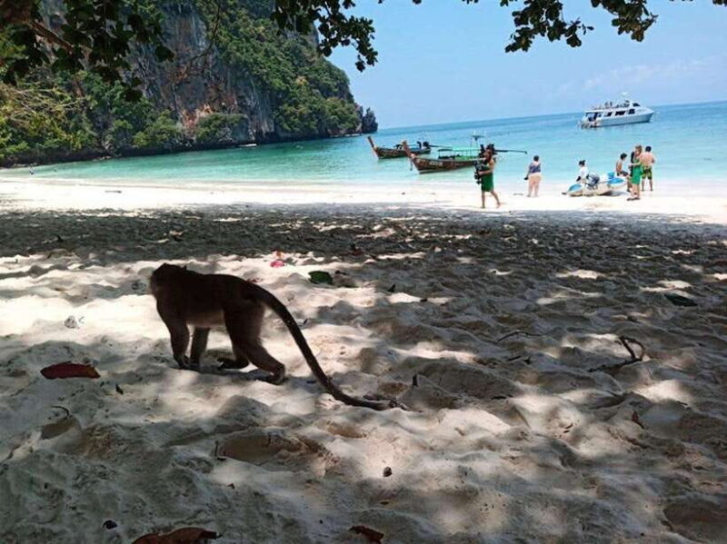 Phi Phi Islands: 2 Days, 1 Night Trip with Activities - Who Should Consider This Tour?