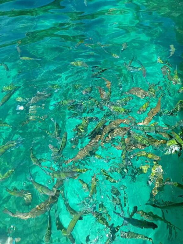 Phi Phi Islands: Private Longtail Boat 6-hour Trip - FAQ