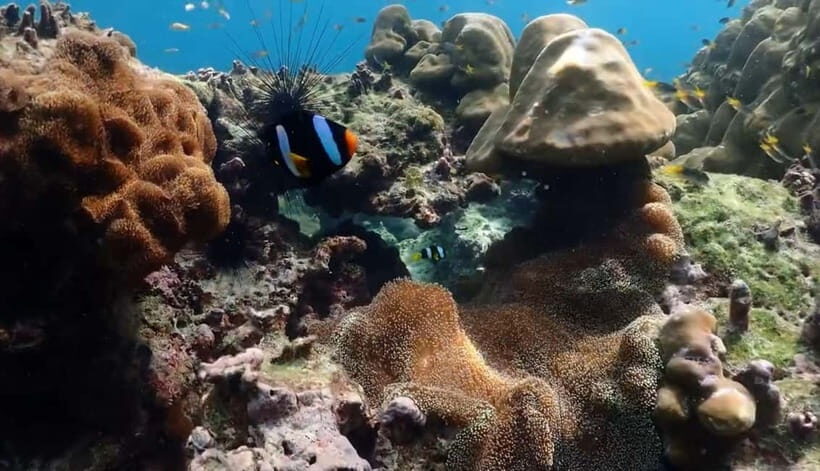 Phi Phi, Maya, Khai Island: Snorkeling Day Trip from Phuket - The Itinerary: What to Expect from Morning to Afternoon