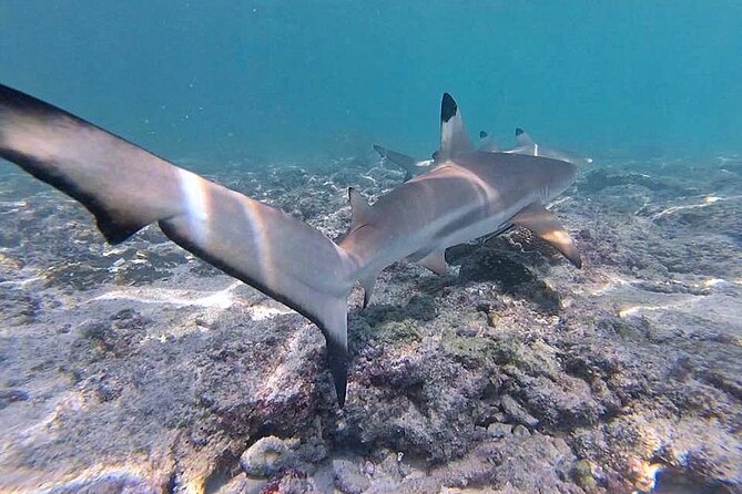 Phi Phi Private Tour from Krabi - Final Thoughts