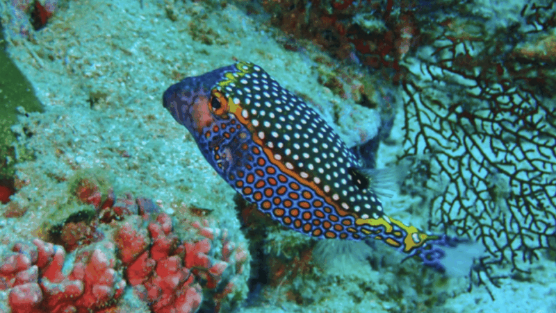 Phi Phi: Scuba diving with Portuguese speaking instructor - What’s Included and What’s Not?