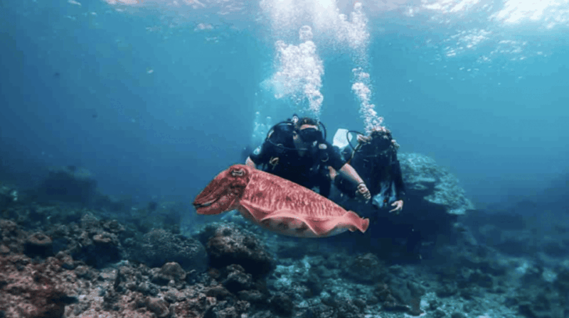 Phi Phi: Scuba diving with Portuguese speaking instructor - Practical Details and Tips
