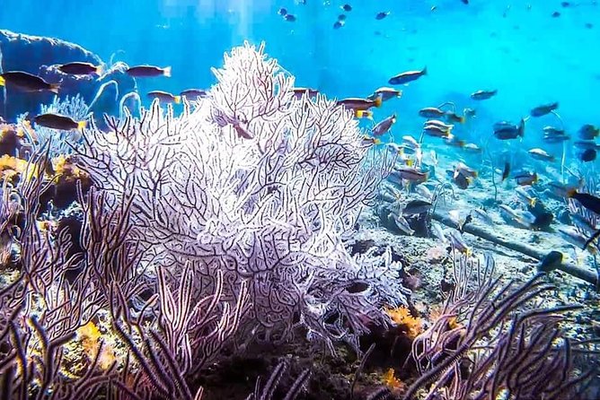 Phi Phi Tour from Krabi - Small Group of 12 - All Includes - FAQs