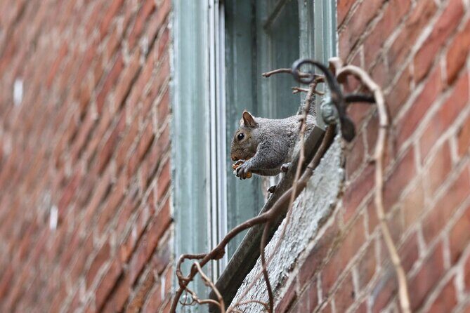 Philadelphia Walking Tour: A Lot of Colonial Nonsense - Practical Details and Tips