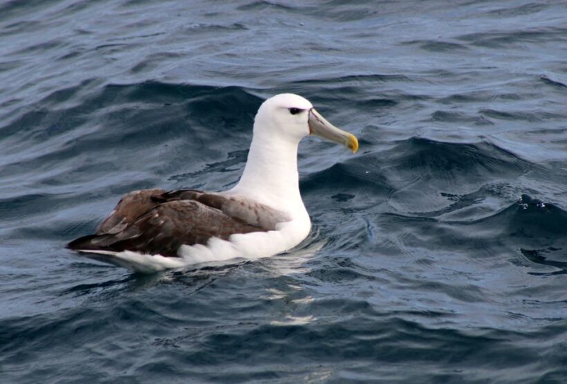 Philip Island: Dolphin and Whale Cruise - Key Points