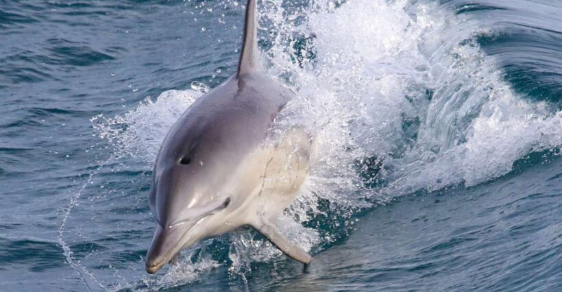 Philip Island: Dolphin and Whale Cruise - Setting Sail: The Itinerary