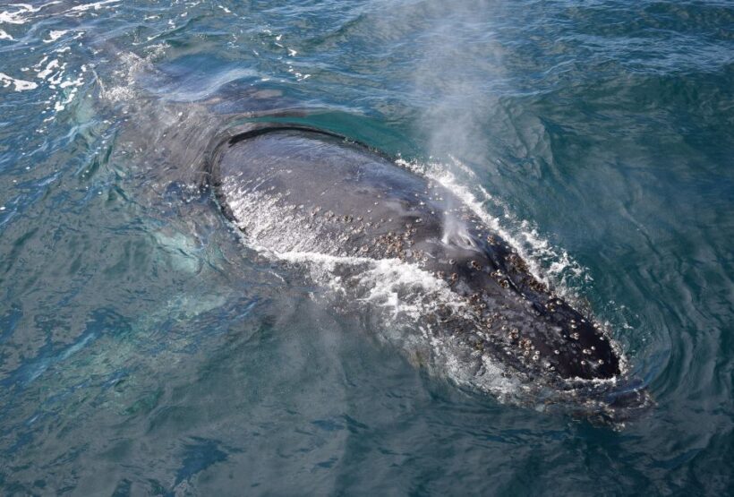 Philip Island: Dolphin and Whale Cruise - Duration, Comfort, and Amenities