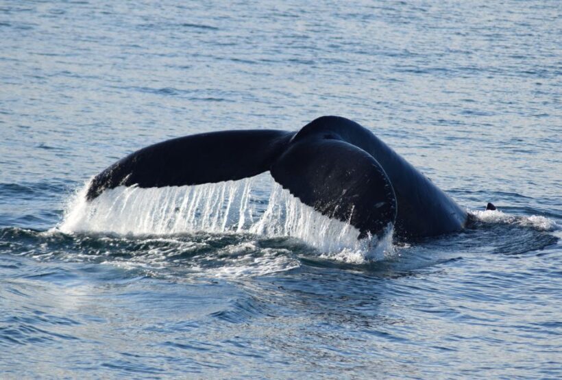 Philip Island: Dolphin and Whale Cruise - The Realities of Wildlife Watching