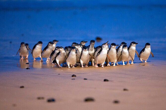 Philip Island express tour: penguin prd & wallaby spotting - Key Points