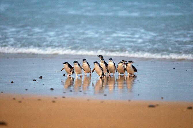Philip Island express tour: penguin prd & wallaby spotting - A Deep Dive into the Itinerary