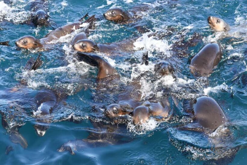 Philip Island: Seal Watching Cruise - Who Is This Tour Perfect For?