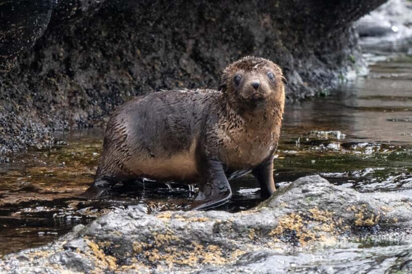 Philip Island: Seal Watching Cruise - FAQs