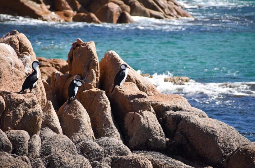Phillip Island: 1-Hour Cape Woolamai Scenic Cruise - Final Words