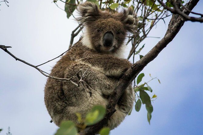 Phillip Island and French Island Wildlife Expedition - Who Is This Tour Best For?