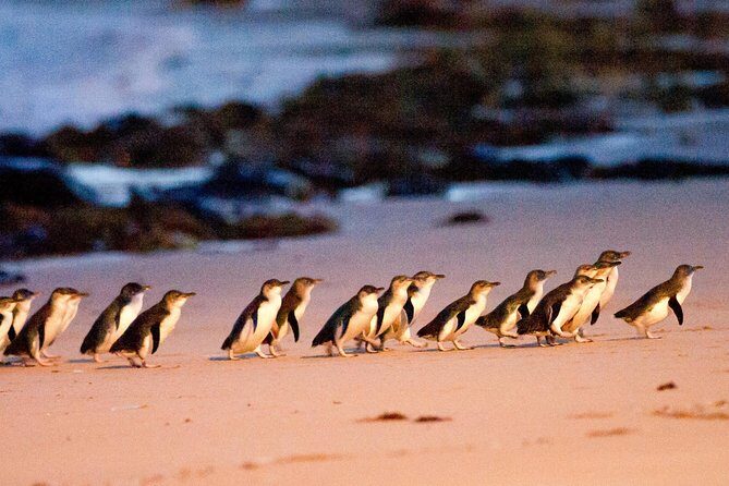 Phillip Island Day Trip from Melbourne with Penguin Plus Viewing Platform - Key Points