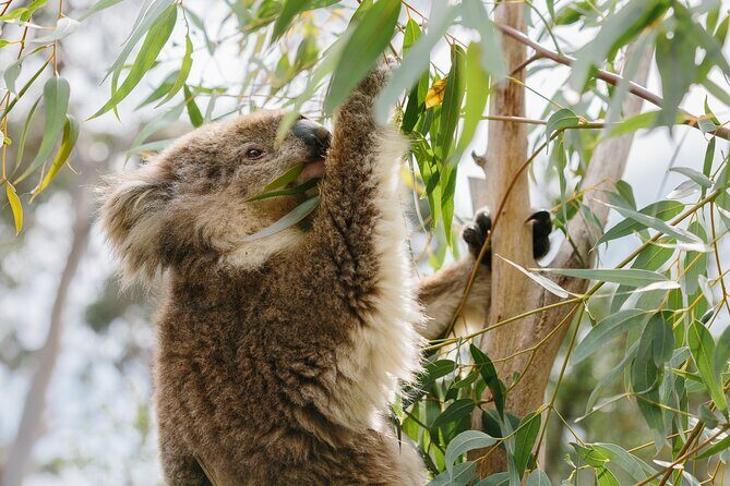 Phillip Island Day Trip from Melbourne with Penguin Plus Viewing Platform - Authentic Traveler Insights and Tips