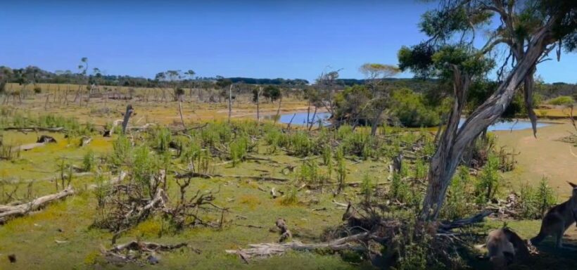 Phillip Island Driving Tour with an APP - Key Points