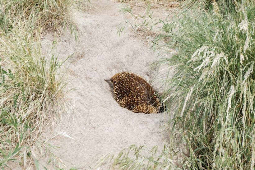 Phillip Island: Hike and Penguin Parade - 8 pax Small Tour - Who Is This Tour Best Suited For?