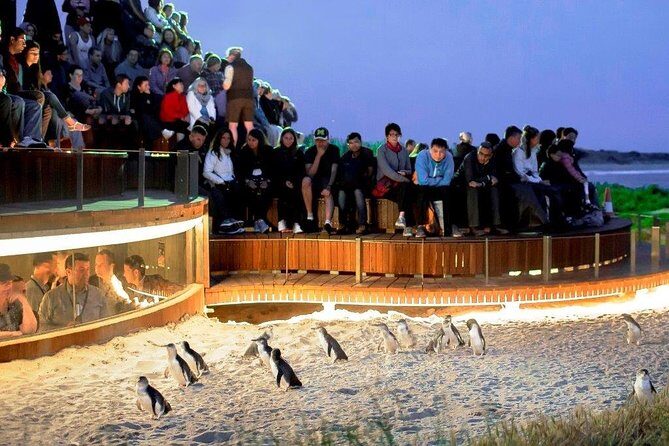 Phillip Island Medium Size Group Tour - Key Points