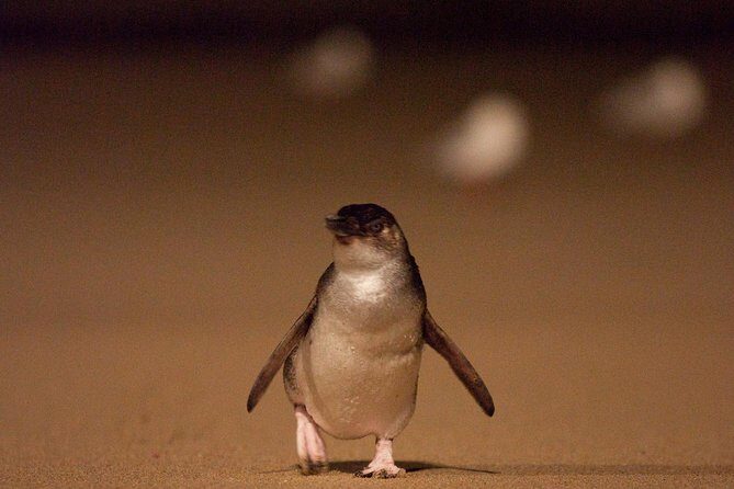 Phillip Island Medium Size Group Tour - The Itinerary in Detail