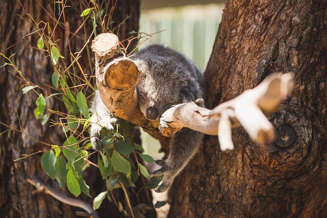 Phillip Island Medium Size Group Tour - The Guides and Reviews