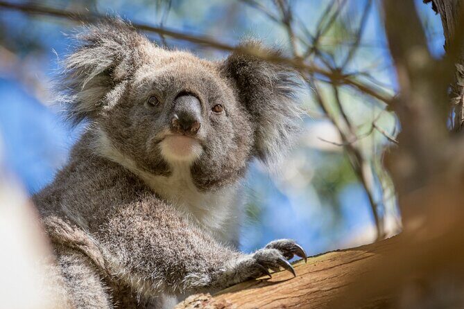 Phillip Island Penguin and Koala Highlights Day-Trip from Melbourne - The Value of the Tour