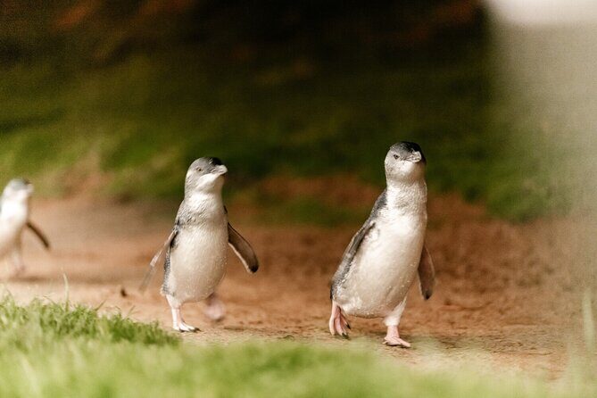 Phillip Island Penguin and Koala Highlights Day-Trip from Melbourne - Who Should Consider This Tour?