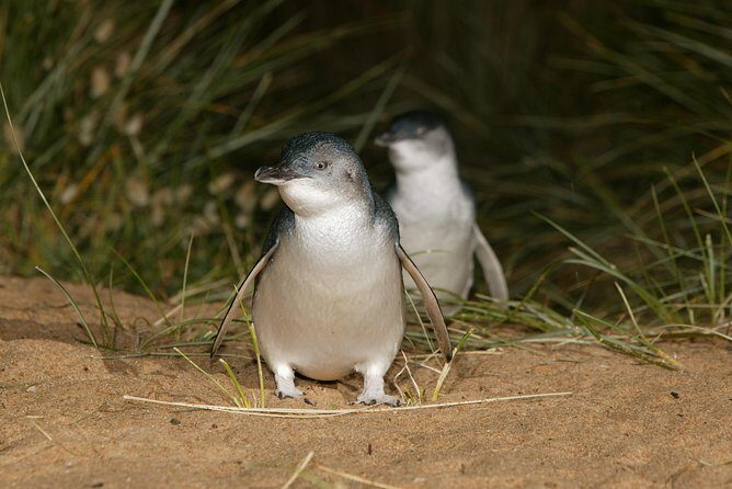 Phillip Island Penguin and Koala Highlights Day-Trip from Melbourne - FAQs