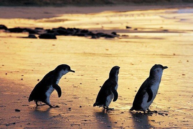 Phillip Island Penguin and wildlife Tour - Convenient Pickup and Transport