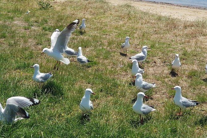 Phillip Island Penguin and wildlife Tour - Penguin Parade: The Highlight