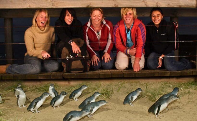 Phillip Island Penguin Parade Afternoon Tour from Melbourne - Comfort and Convenience