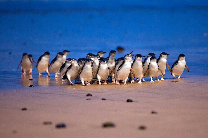 Phillip Island Penguin Parade and Wildlife Tour from Melbourne - Who Will Enjoy This Tour?