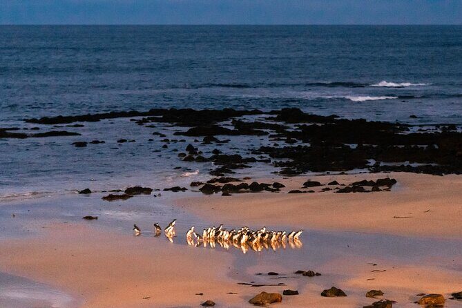 Phillip Island Penguin Parade Day Tour from Melbourne - Starting the Day: Pickup and Transportation