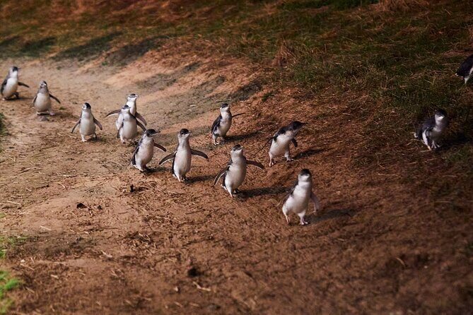 Phillip Island Penguin Parade Day Tour from Melbourne - Scenic Drive and Nobbies Lookout