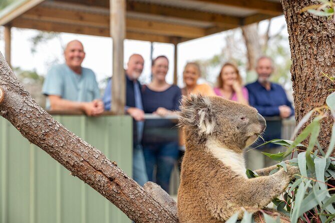 Phillip Island Penguin Parade Day Tour from Melbourne - Value and Practicality