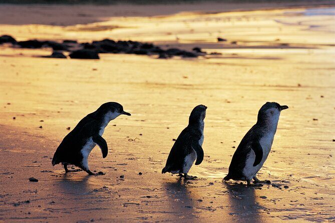 Phillip Island Penguin Parade Day Tour from Melbourne - Considerations and Tips
